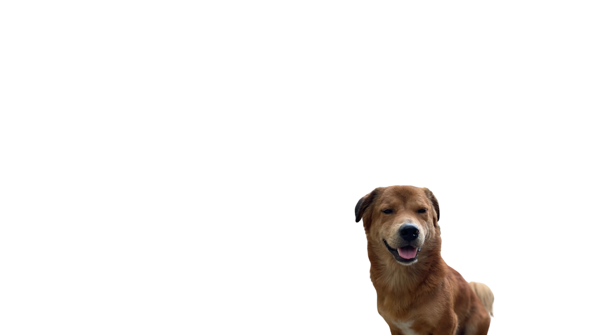 YearlyCharm | บ้านแมวปี